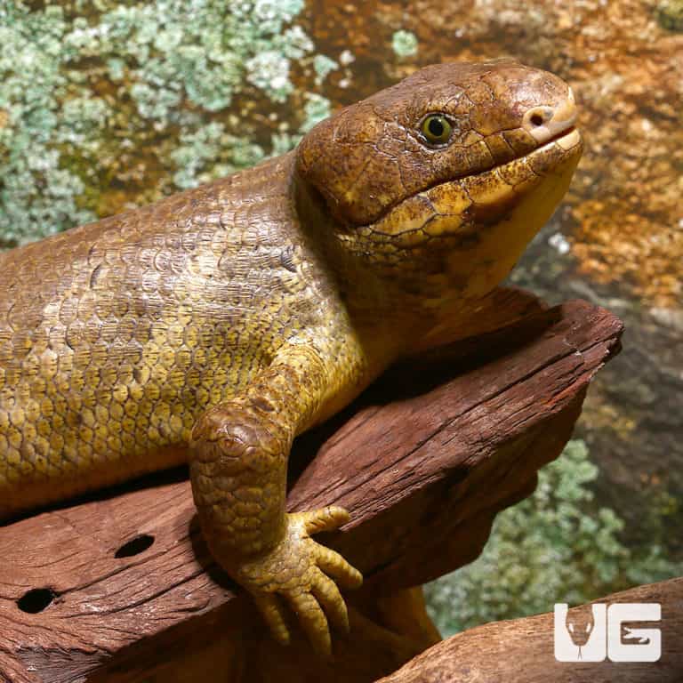 Baby Monkey Tailed Skinks For Sale - Underground Reptiles