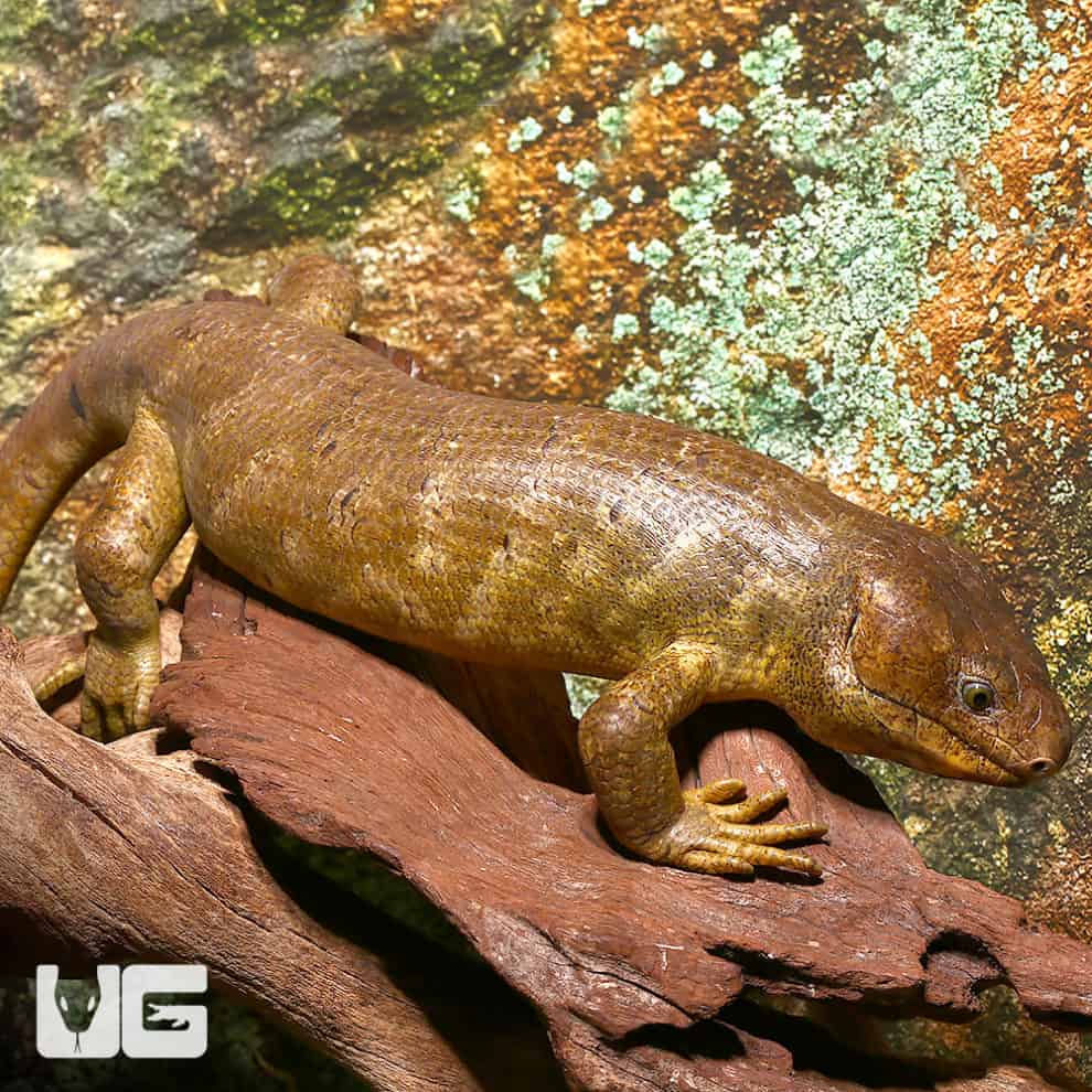 Baby Monkey Tailed Skinks For Sale - Underground Reptiles