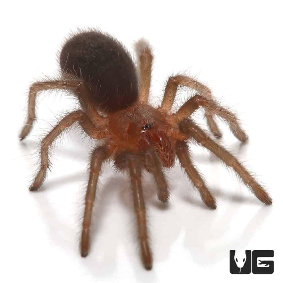 Brazilian Black Tarantula (Grammostola pulchra) For Sale - Underground ...