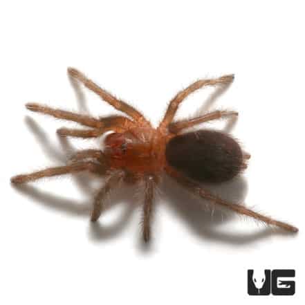Brazilian Black Tarantula (Grammostola pulchra) For Sale - Underground ...
