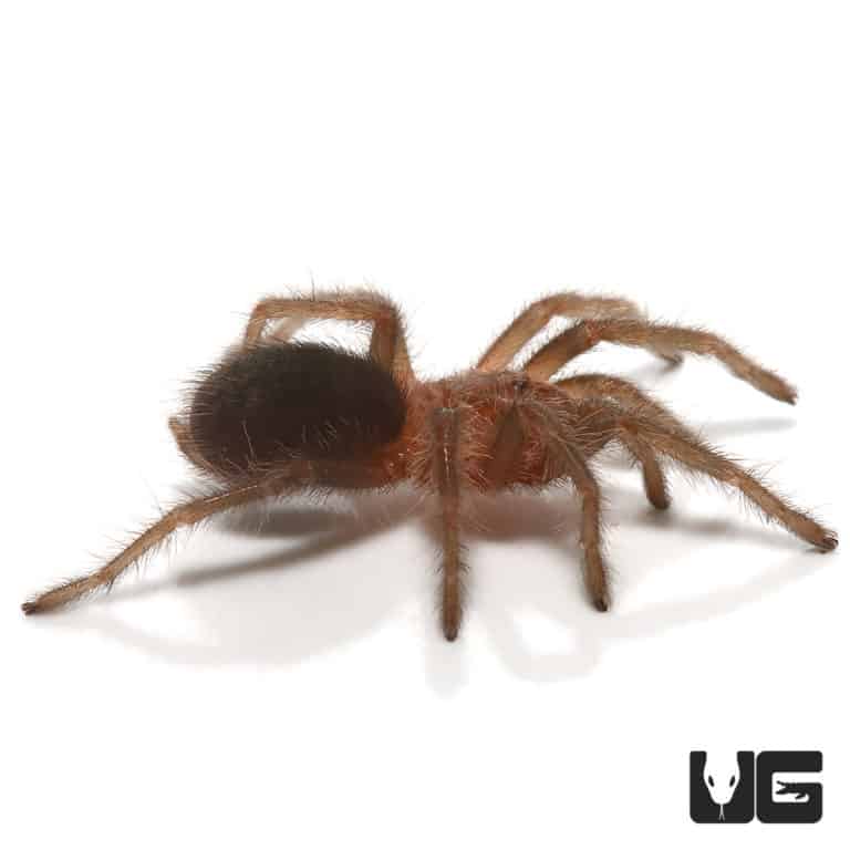 Brazilian Black Tarantula (Grammostola pulchra) For Sale - Underground ...