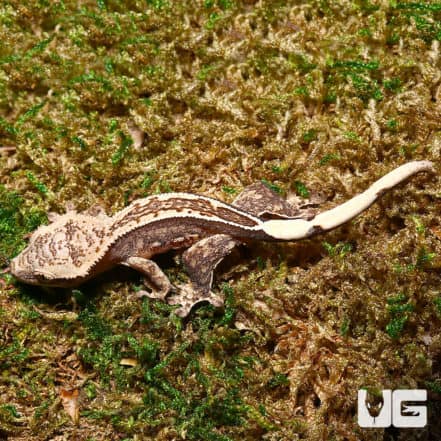 Baby C2 Brindle Partial Pinstripe Crested Geckos For Sale - Underground ...