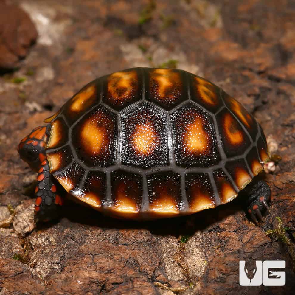 Baby Cherryhead Redfoot Tortoises (Chelonoidis carbonaria) For Sale ...