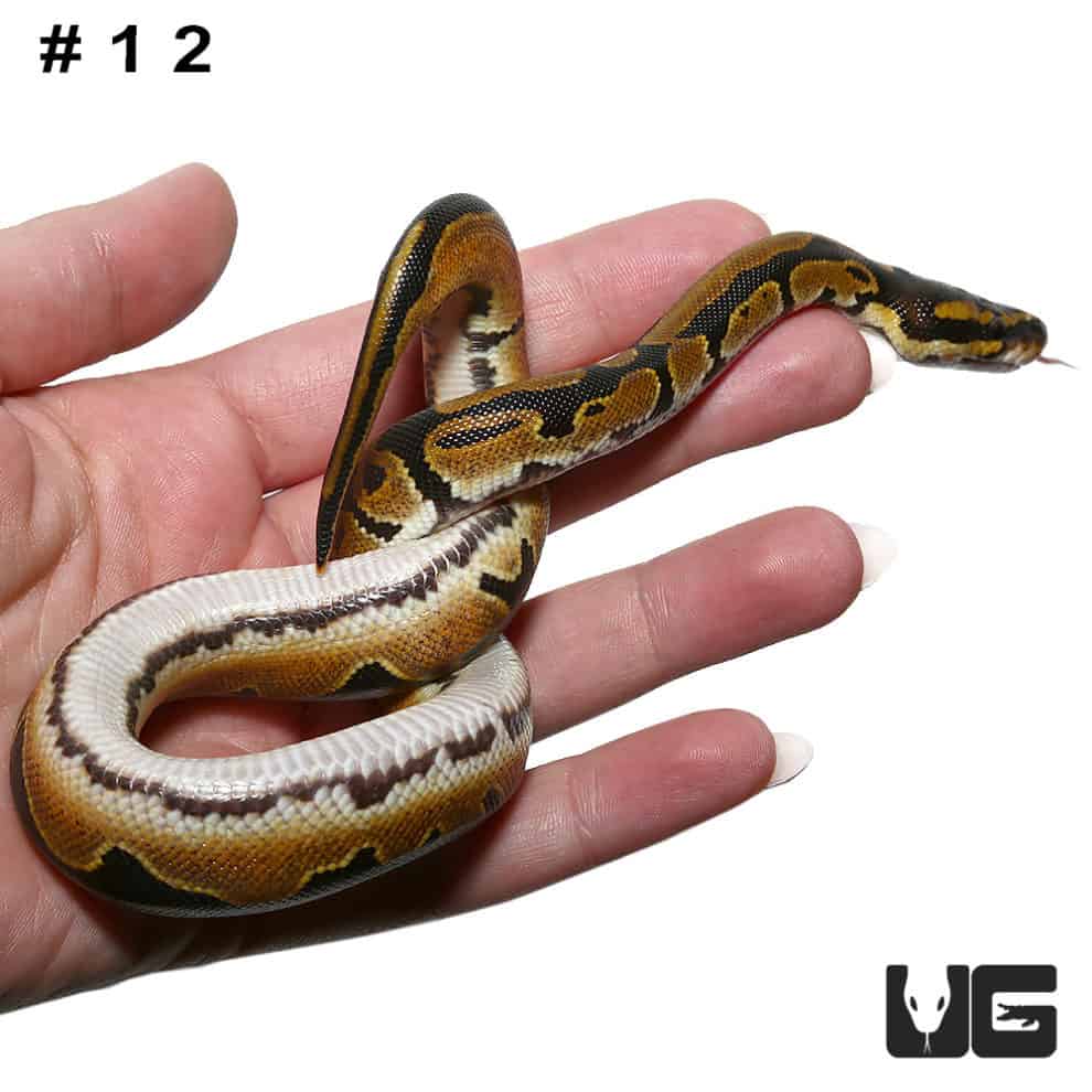 Baby Ball Pythons For Sale - Underground Reptiles
