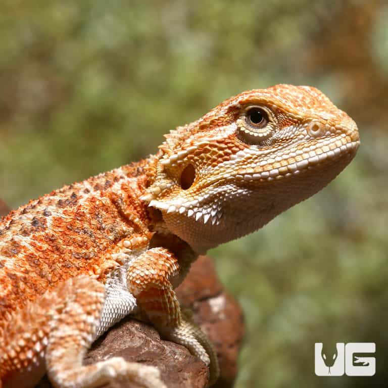 Bearded Dragons For Sale - Underground Reptiles