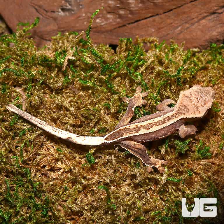 Baby Empty Back Partial Pinstripe Harlequin Crested Gecko For Sale ...