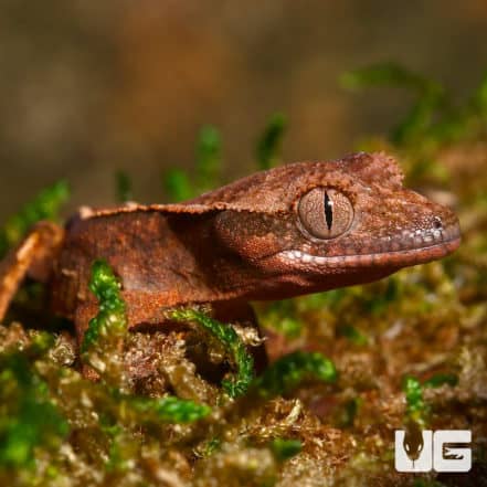 Geckos For Sale - Underground Reptiles