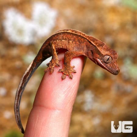 Baby Empty Back Partial Pinstripe Harlequin Crested Gecko For Sale ...