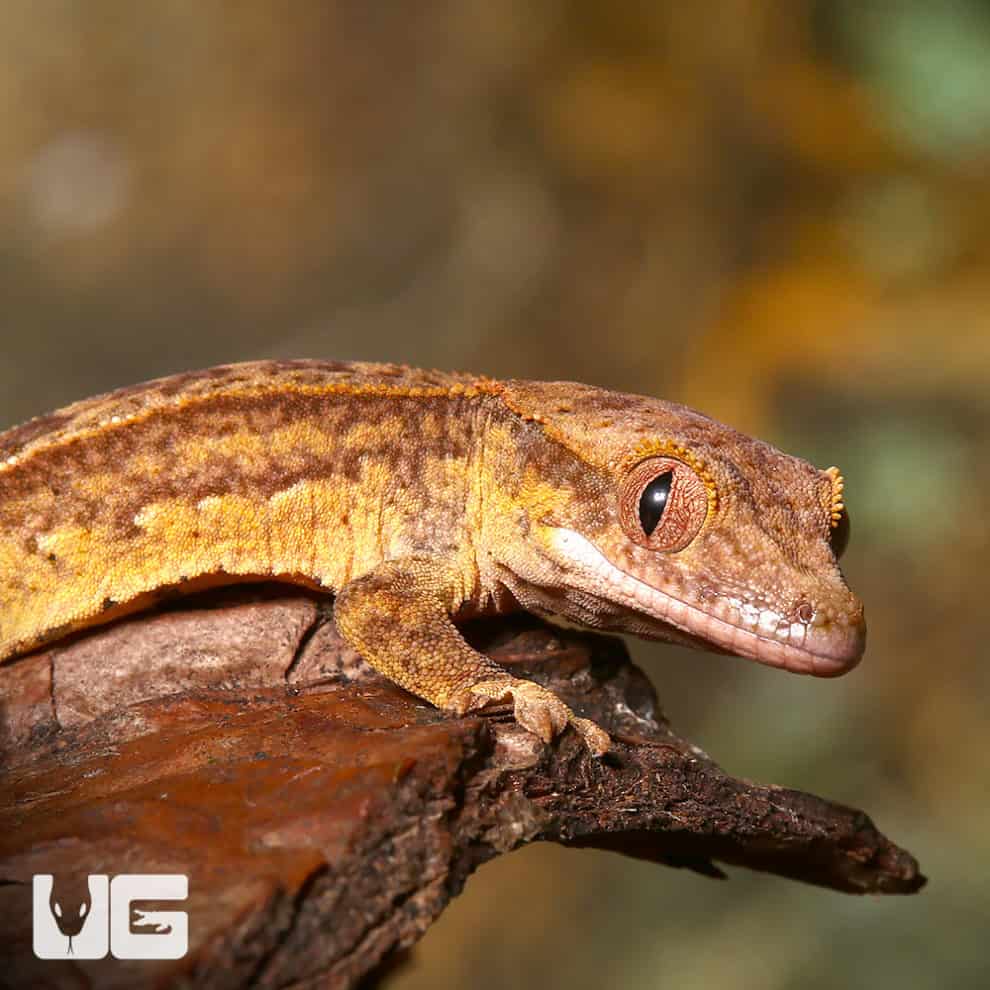 Baby Brindle Phantom Reverse Pinstripe Crested Geckos For Sale ...