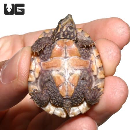 Baby Razorback Musk Turtles For Sale - Underground Reptiles