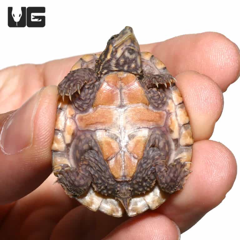 Baby Razorback Musk Turtles For Sale - Underground Reptiles