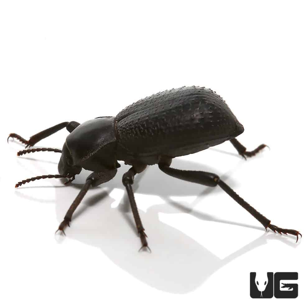 Blue Death Feigning Beetle (Asbolus verrucosus) For Sale - Underground ...