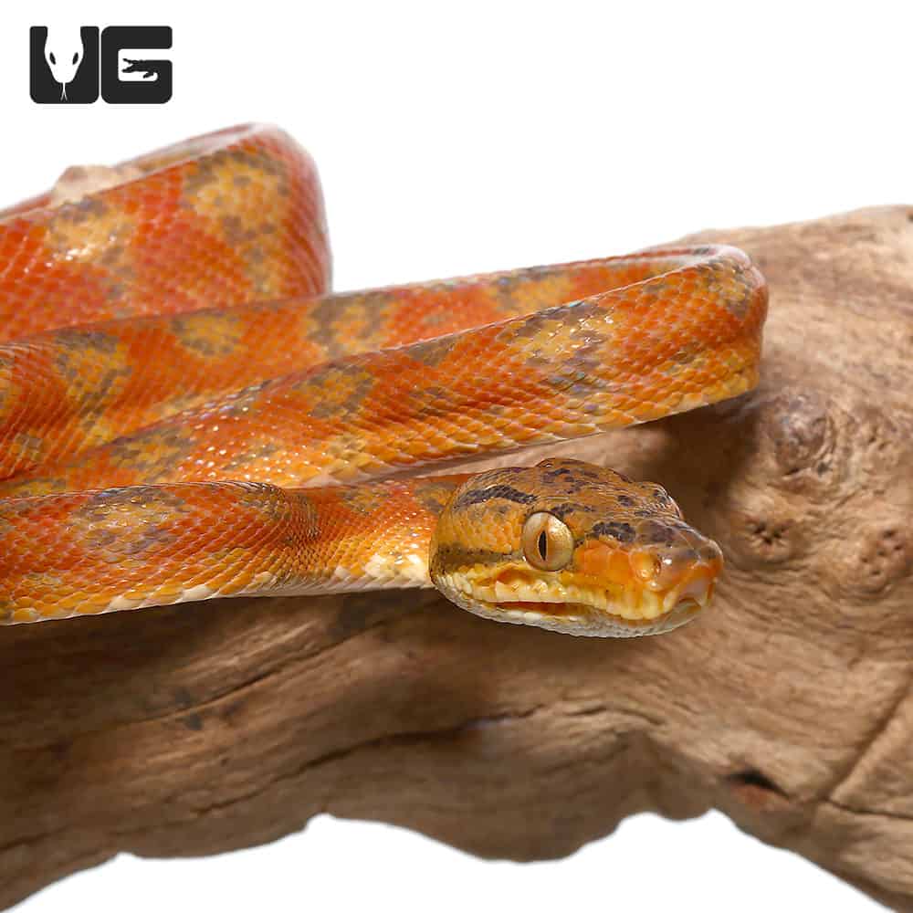 Boas For Sale - Underground Reptiles