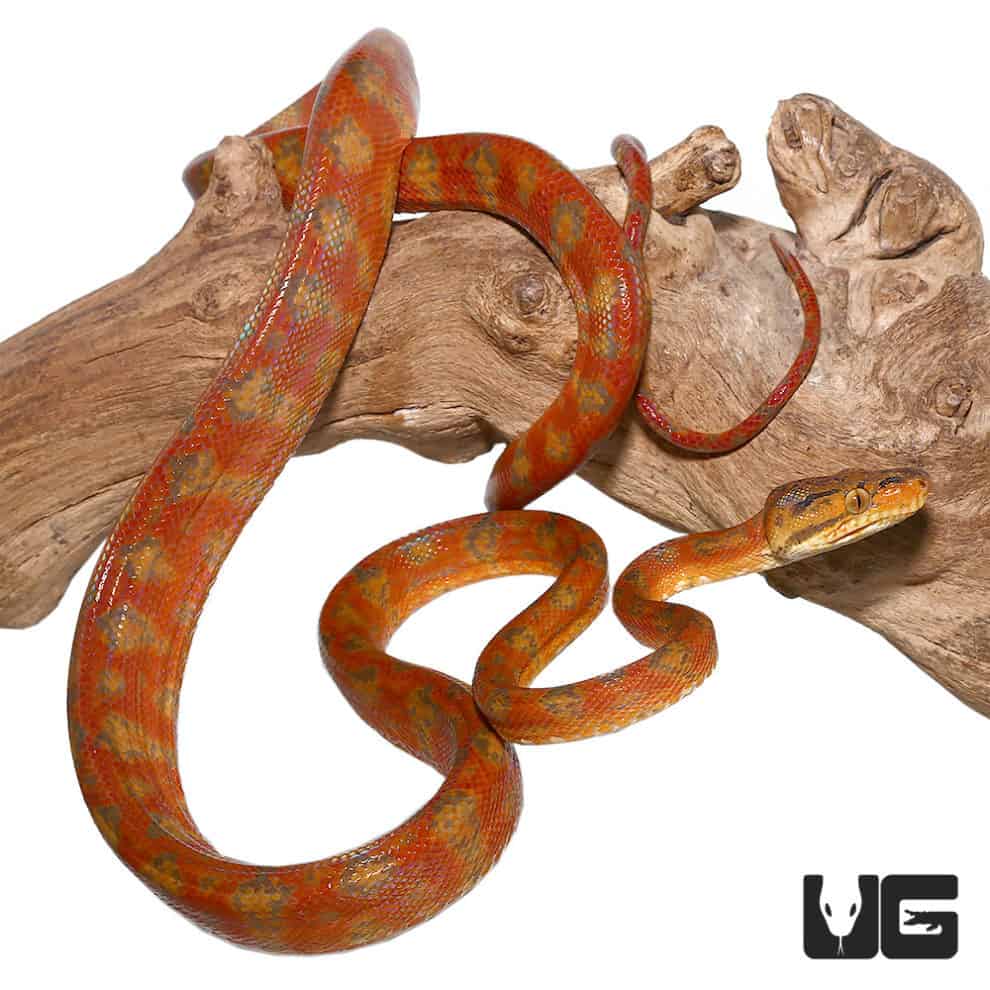 Boas For Sale - Underground Reptiles