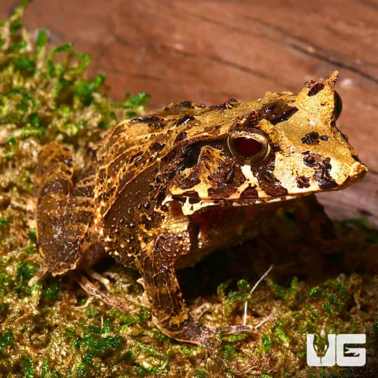Green Solomon Island Eyelash Frogs For Sale - Underground Reptiles