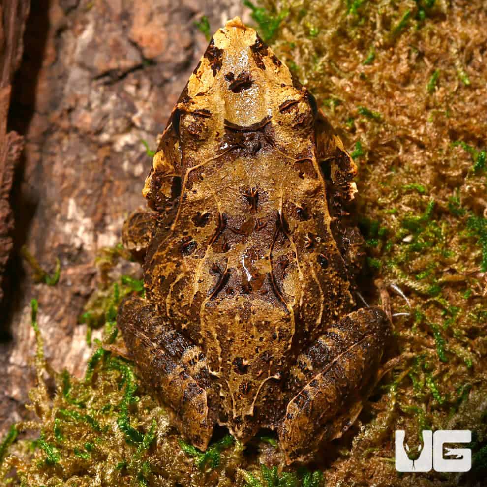 Green Solomon Island Eyelash Frogs For Sale - Underground Reptiles