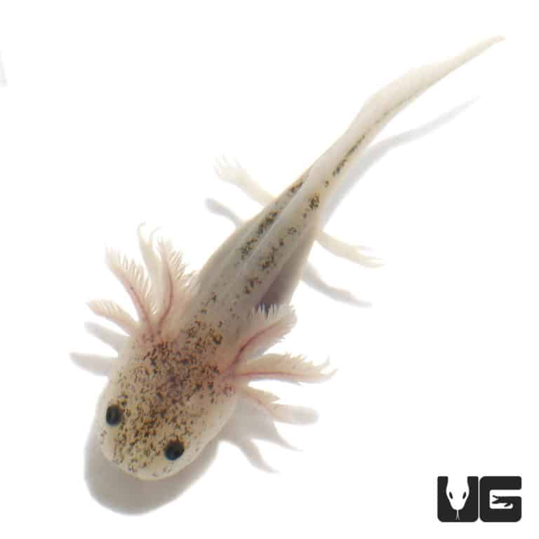 Leucistic Axolotls For Sale - Underground Reptiles
