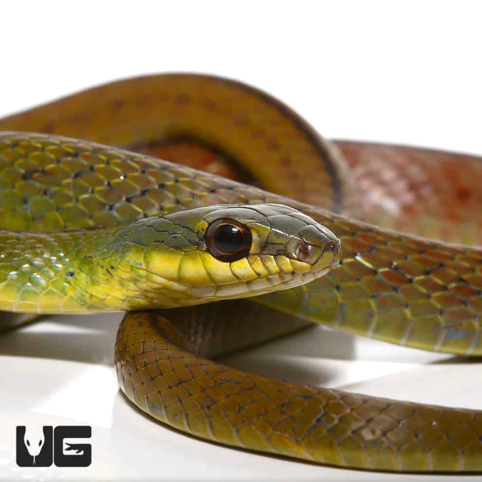 Black Racers For Sale - Underground Reptiles