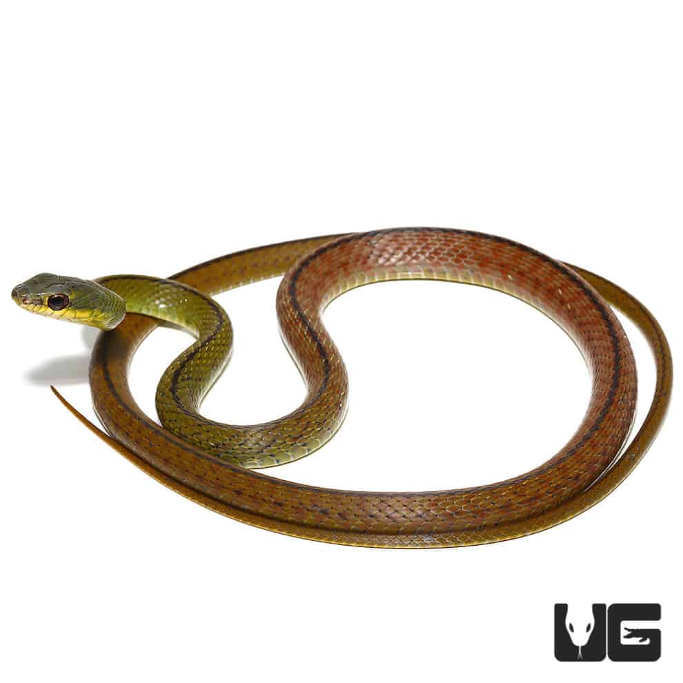 Black Racers For Sale - Underground Reptiles