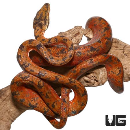 Baby Candy Cane Amazon Tree Boas For Sale - Underground Reptiles