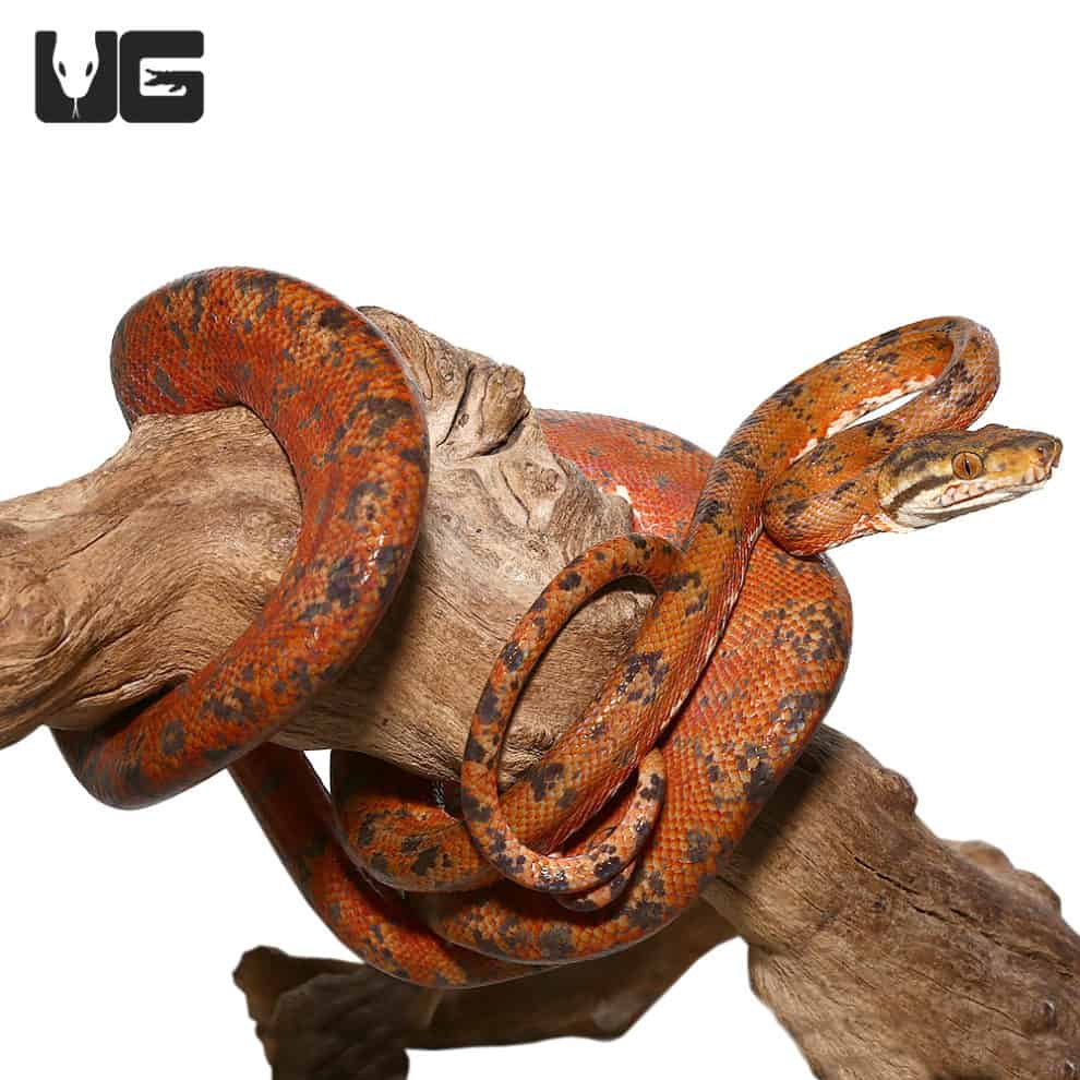 Baby Candy Cane Amazon Tree Boas For Sale - Underground Reptiles