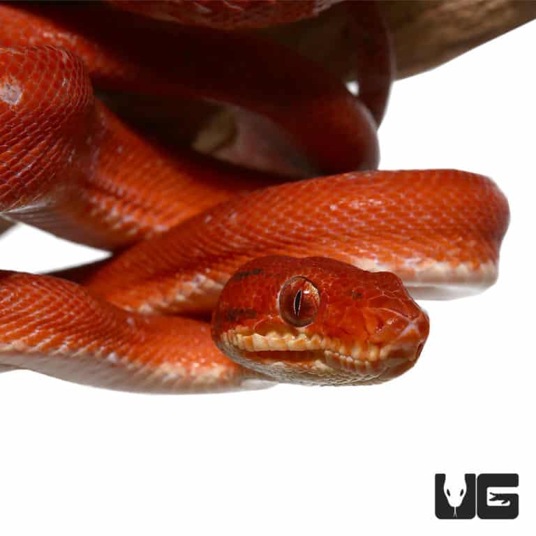 Baby Candy Cane Amazon Tree Boas For Sale - Underground Reptiles
