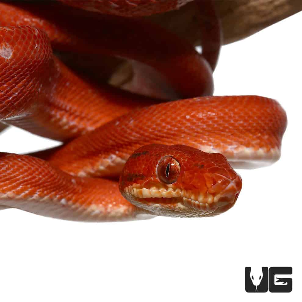 Baby Candy Cane Amazon Tree Boas For Sale - Underground Reptiles