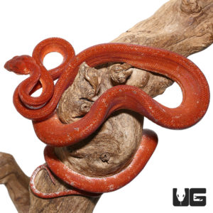 Boas For Sale - Underground Reptiles