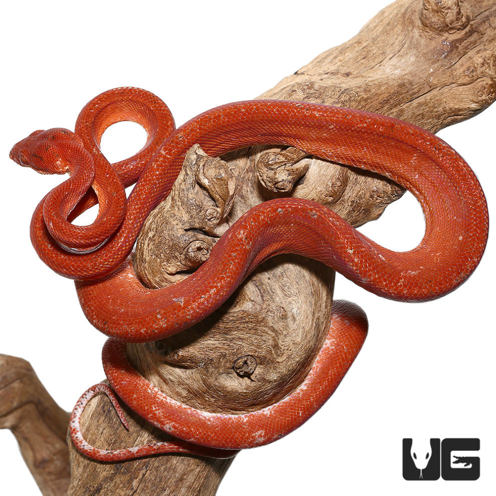 Boas For Sale - Underground Reptiles