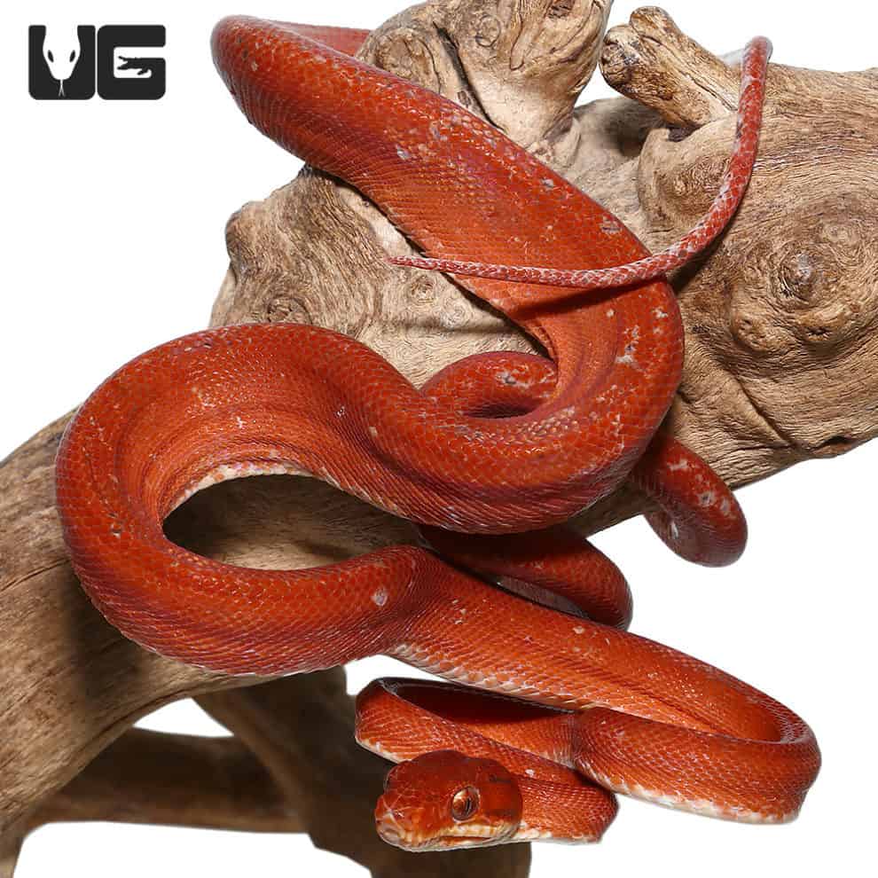 Boas For Sale - Underground Reptiles