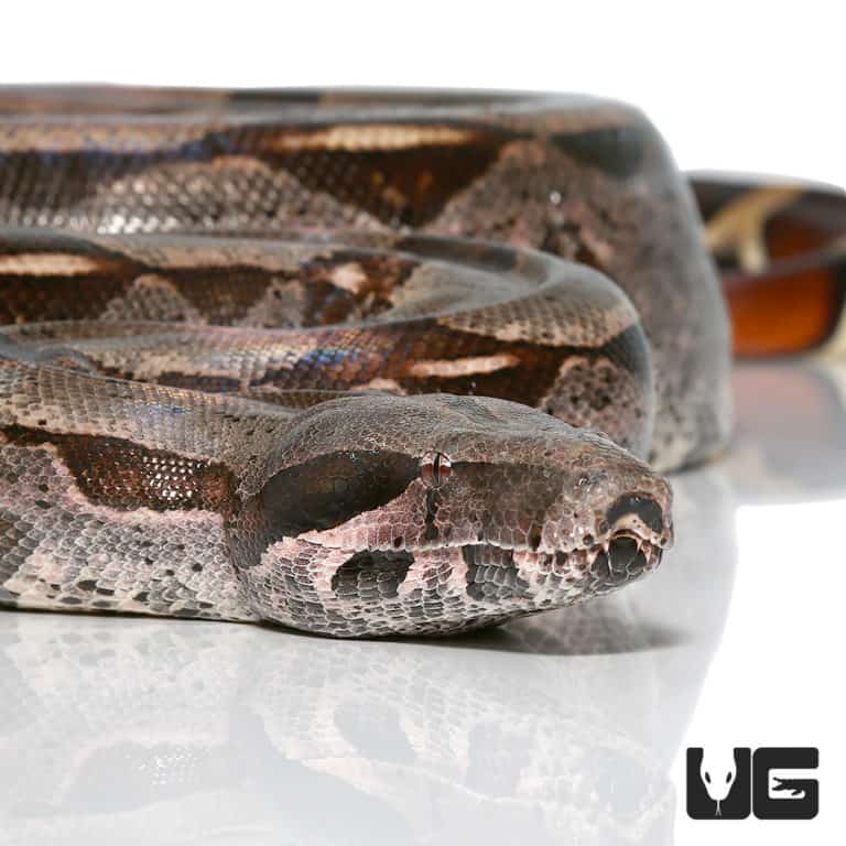 Boas For Sale - Underground Reptiles