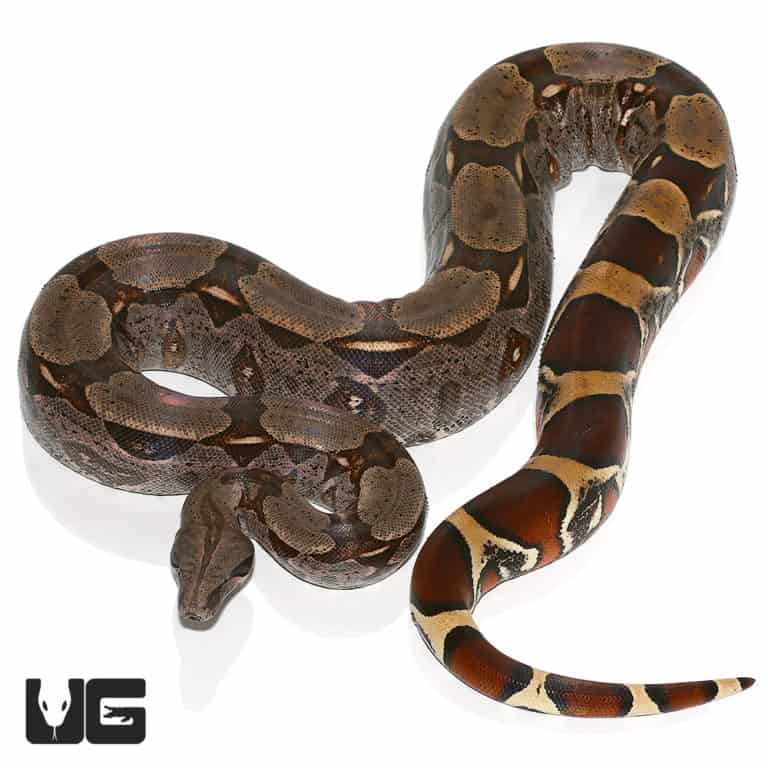 Boas For Sale - Underground Reptiles