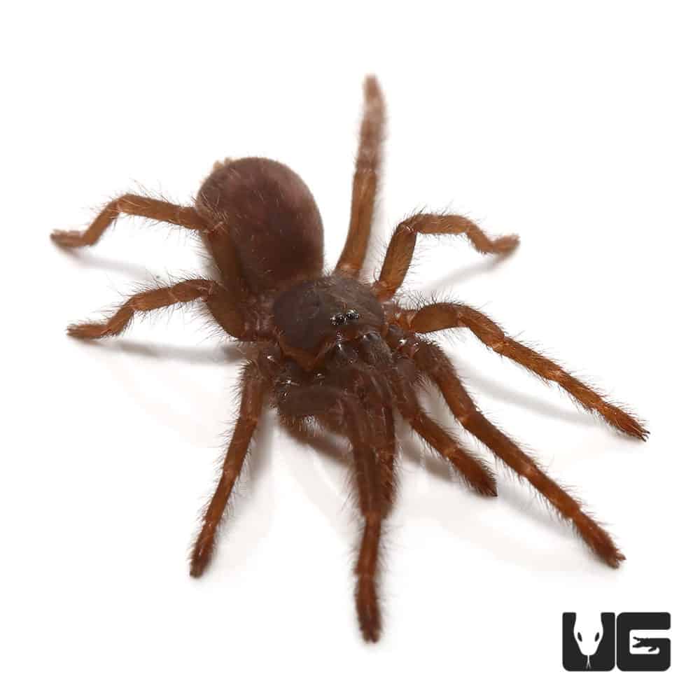 Colombian Blue Bloom Bird Eater Tarantula for sale - Underground Reptiles