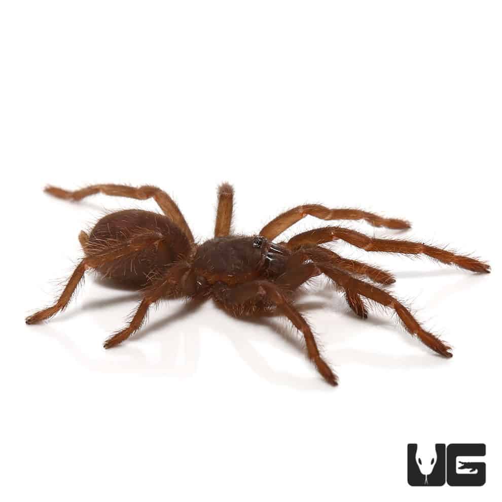 Colombian Blue Bloom Bird Eater Tarantula for sale - Underground Reptiles