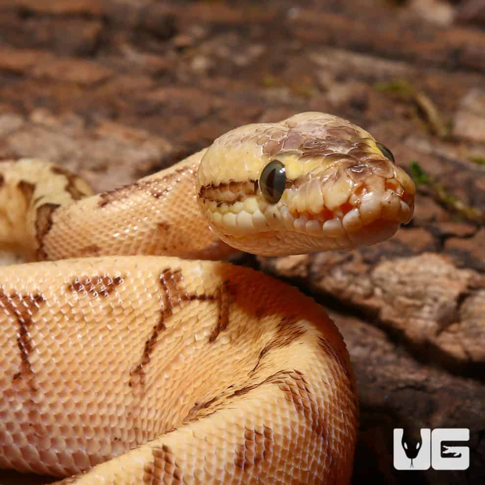 Ball Pythons For Sale - Underground Reptiles