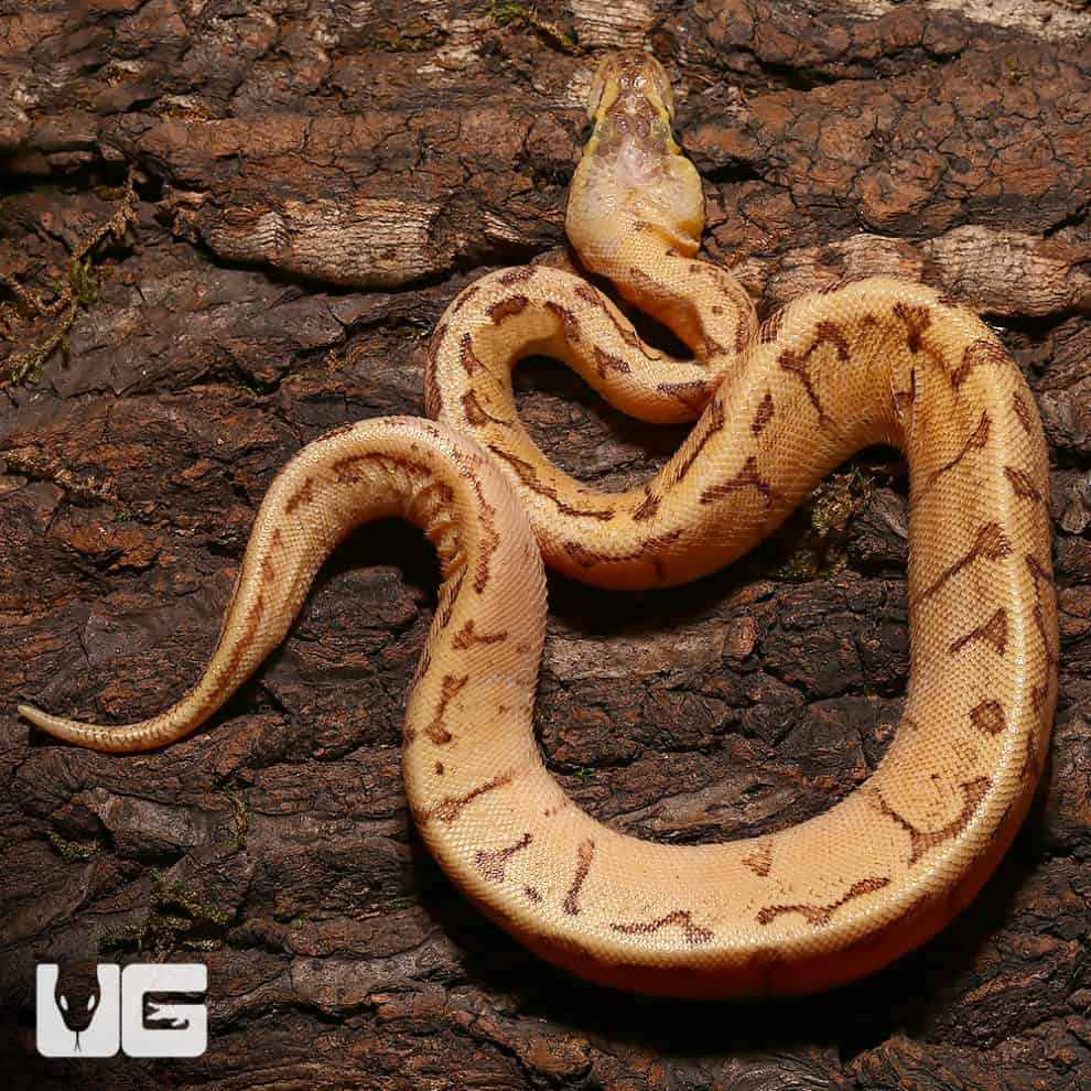 Ball Pythons For Sale - Underground Reptiles