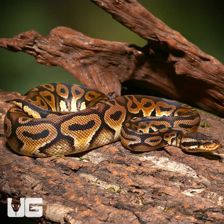 Baby Ball Pythons For Sale - Underground Reptiles