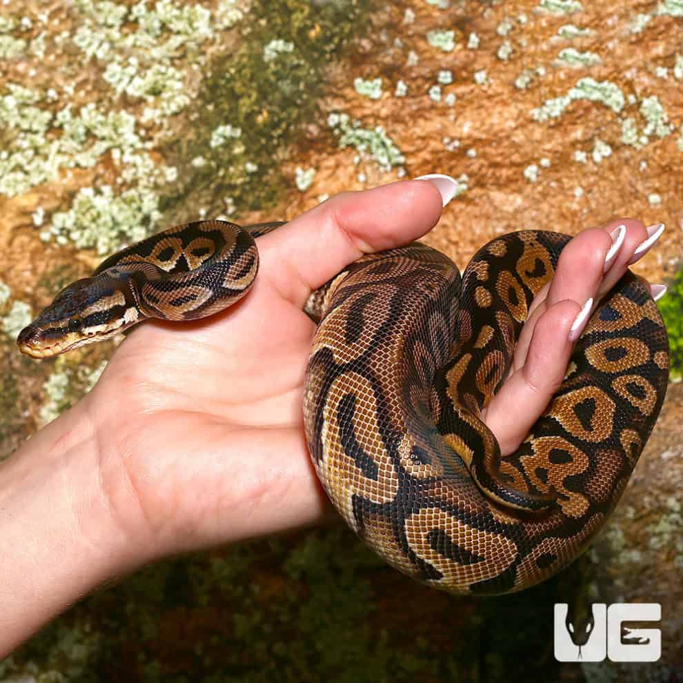 Baby Ball Pythons For Sale - Underground Reptiles