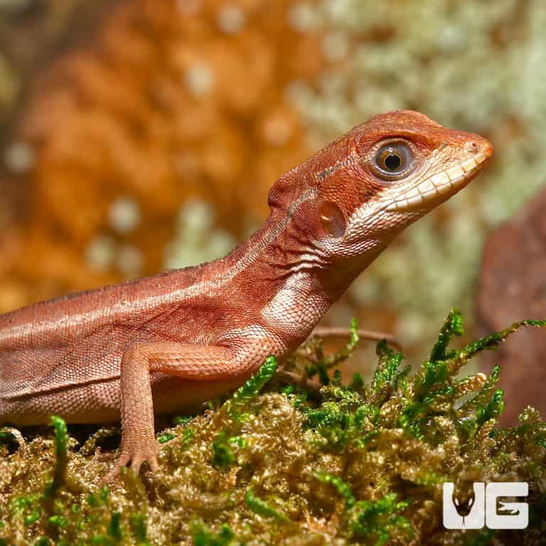 Baby Brown Basilisks For Sale - Underground Reptiles