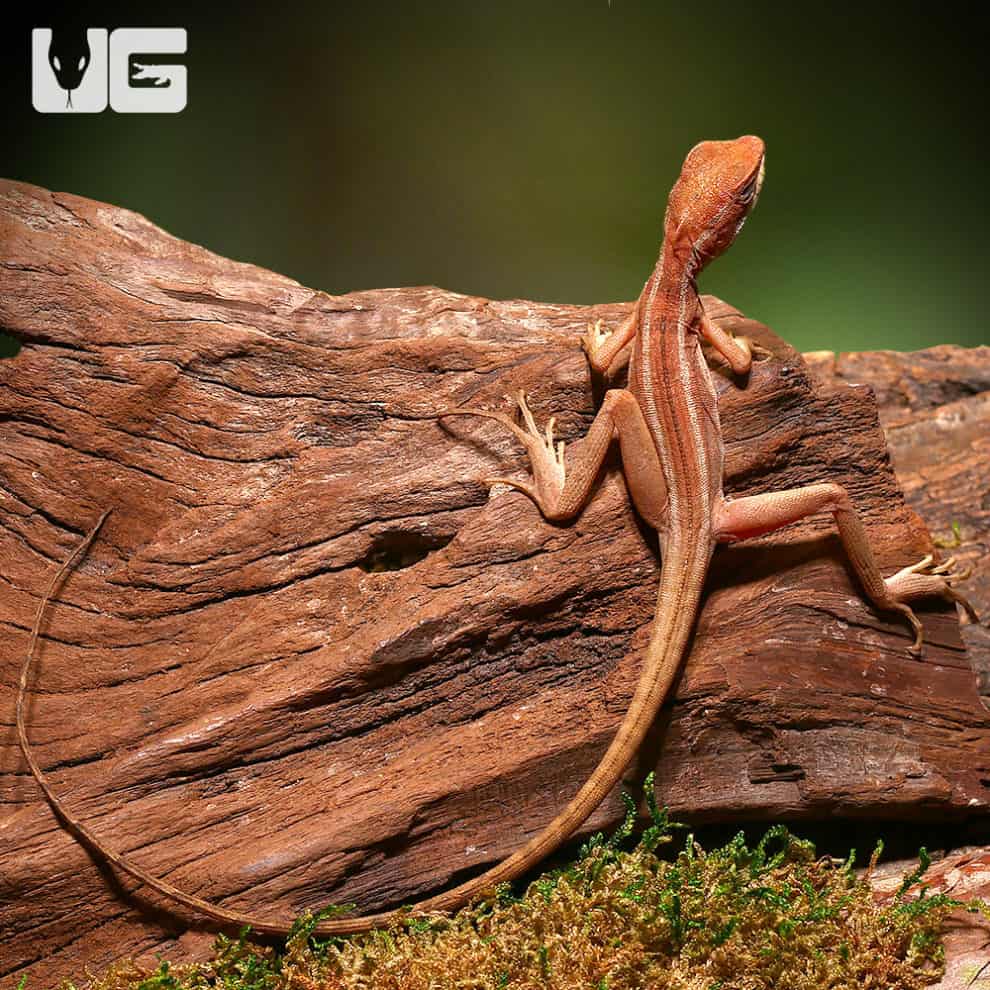 Baby Brown Basilisks For Sale - Underground Reptiles