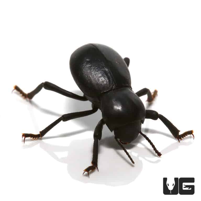 Smooth Death Feigning Beetle (Asbolus verrucosus) For Sale ...