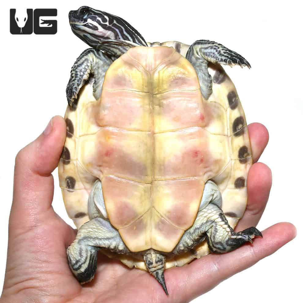 Peninsula Cooter Turtles For Sale - Underground Reptiles