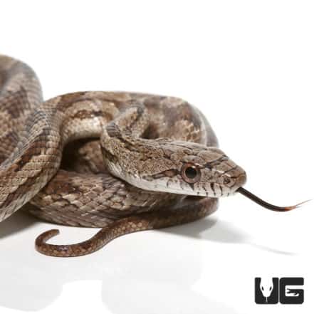 Cornsnakes & Ratsnakes For Sale - Underground Reptiles