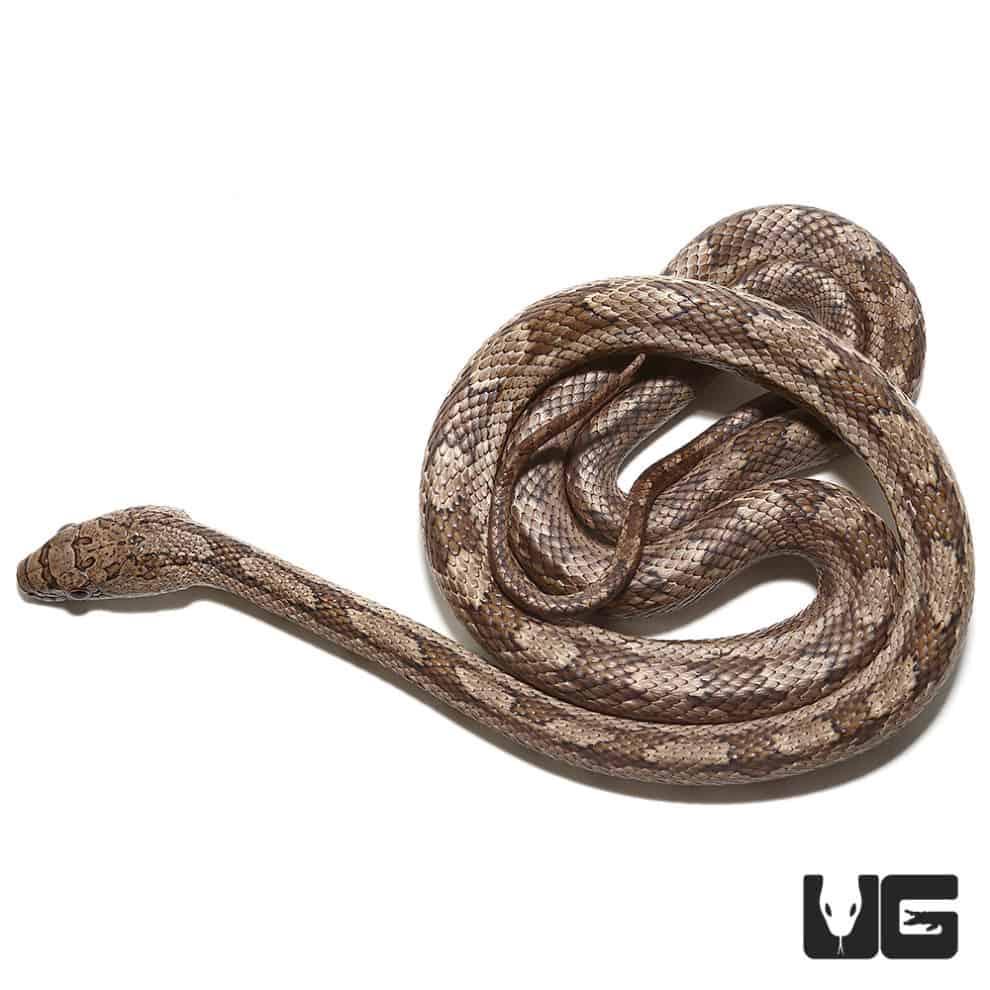 Cornsnakes & Ratsnakes For Sale - Underground Reptiles