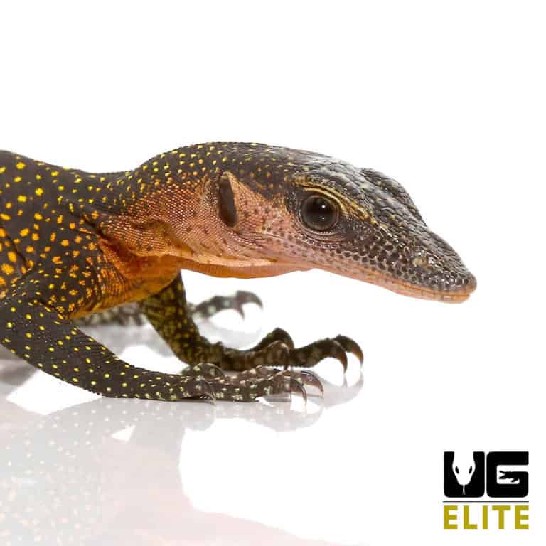 Auctions - Underground Reptiles