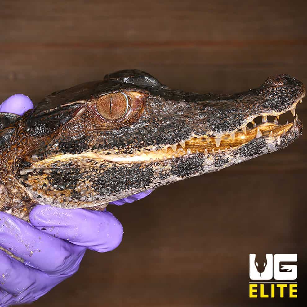 Auctions - Underground Reptiles