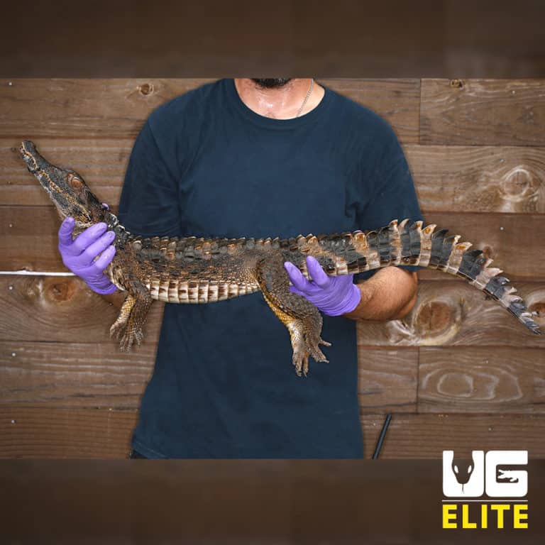 Auctions - Underground Reptiles