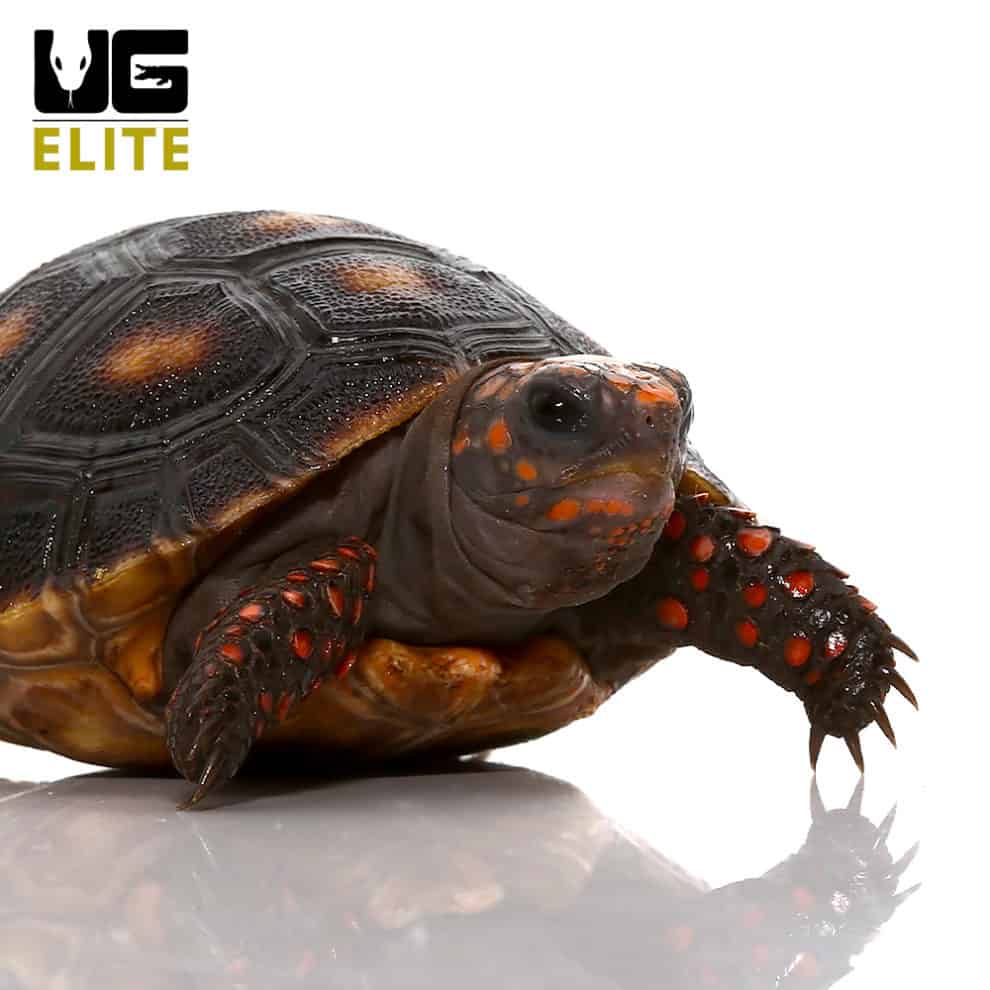 Auctions - Underground Reptiles