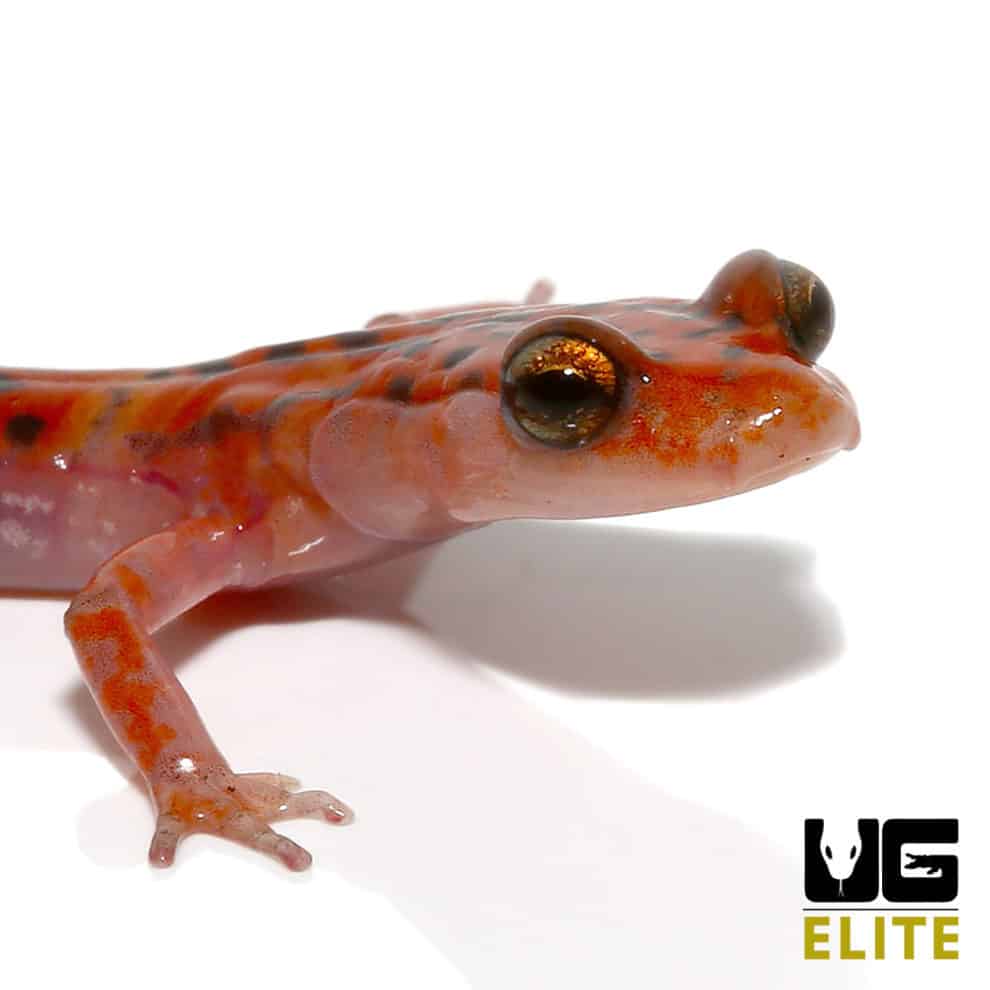 Underground Reptiles - Exotic Reptiles, Amphibians, Lizards and Mammals