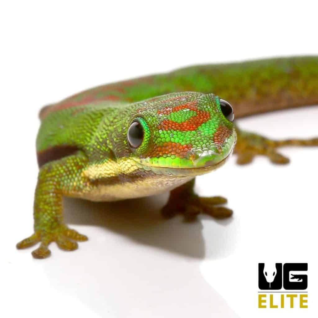 Auctions - Underground Reptiles